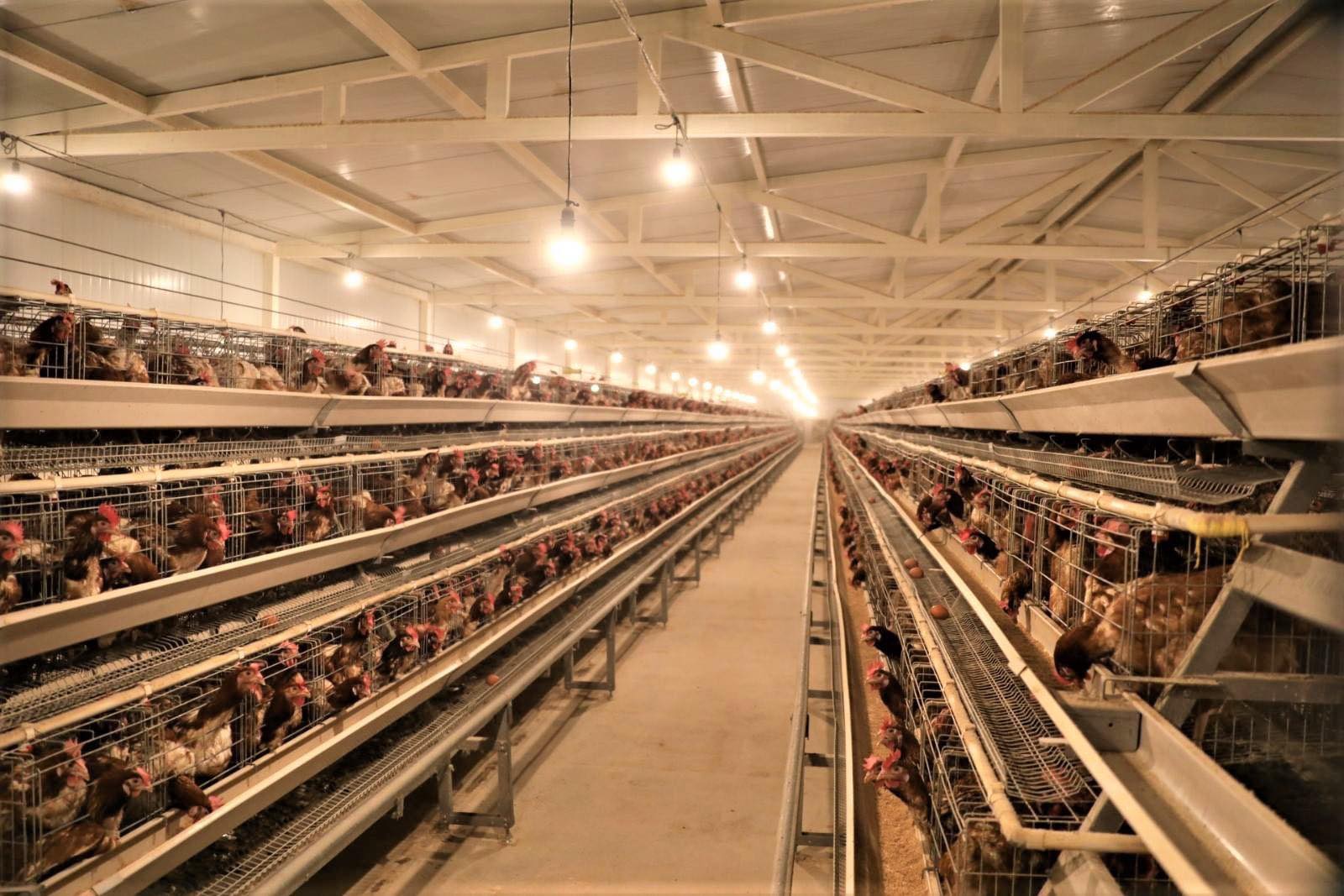 Duuren Life Сайншандын тахианы аж ахуй аймгийнхаа өндөгний хэрэглээний 60 хувийг хангаж байна