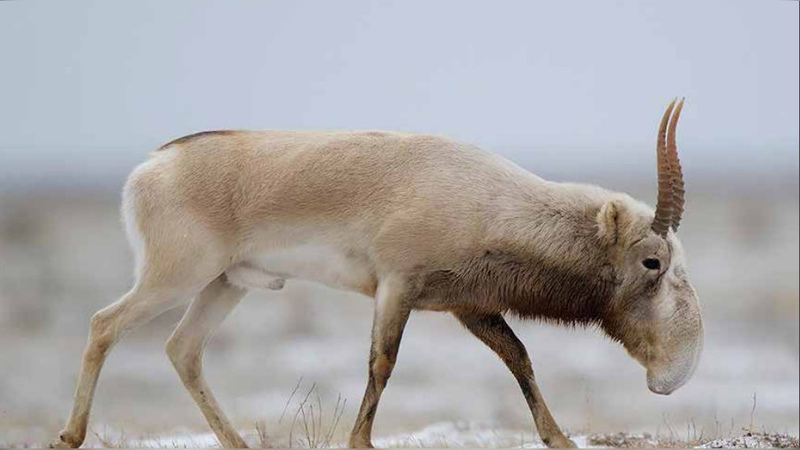 Duuren.Life - Монгол бөхөнгийн тоо толгой 3000-аар нэмэгджээ